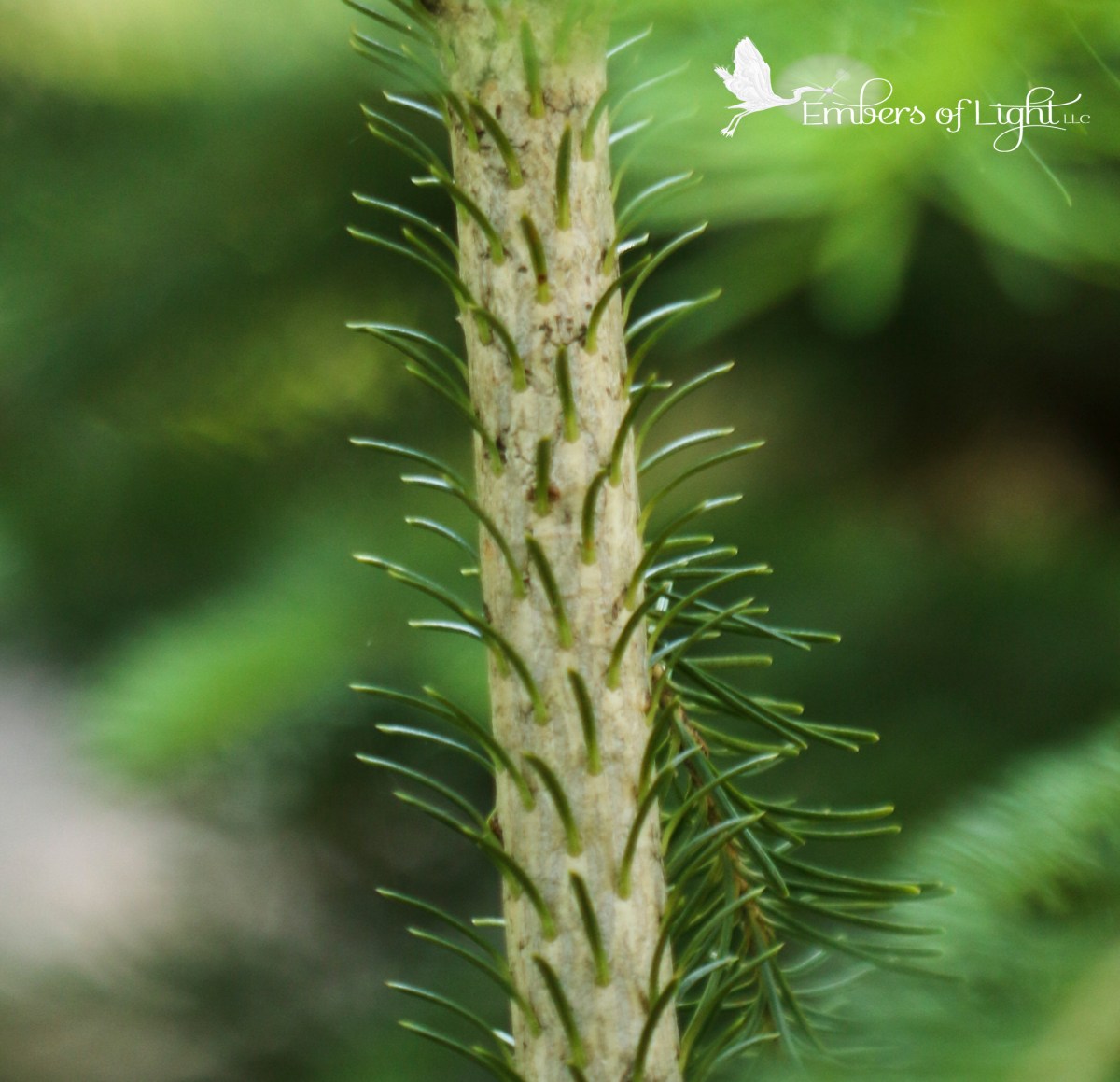 Tree Fingers – Peace With My Life