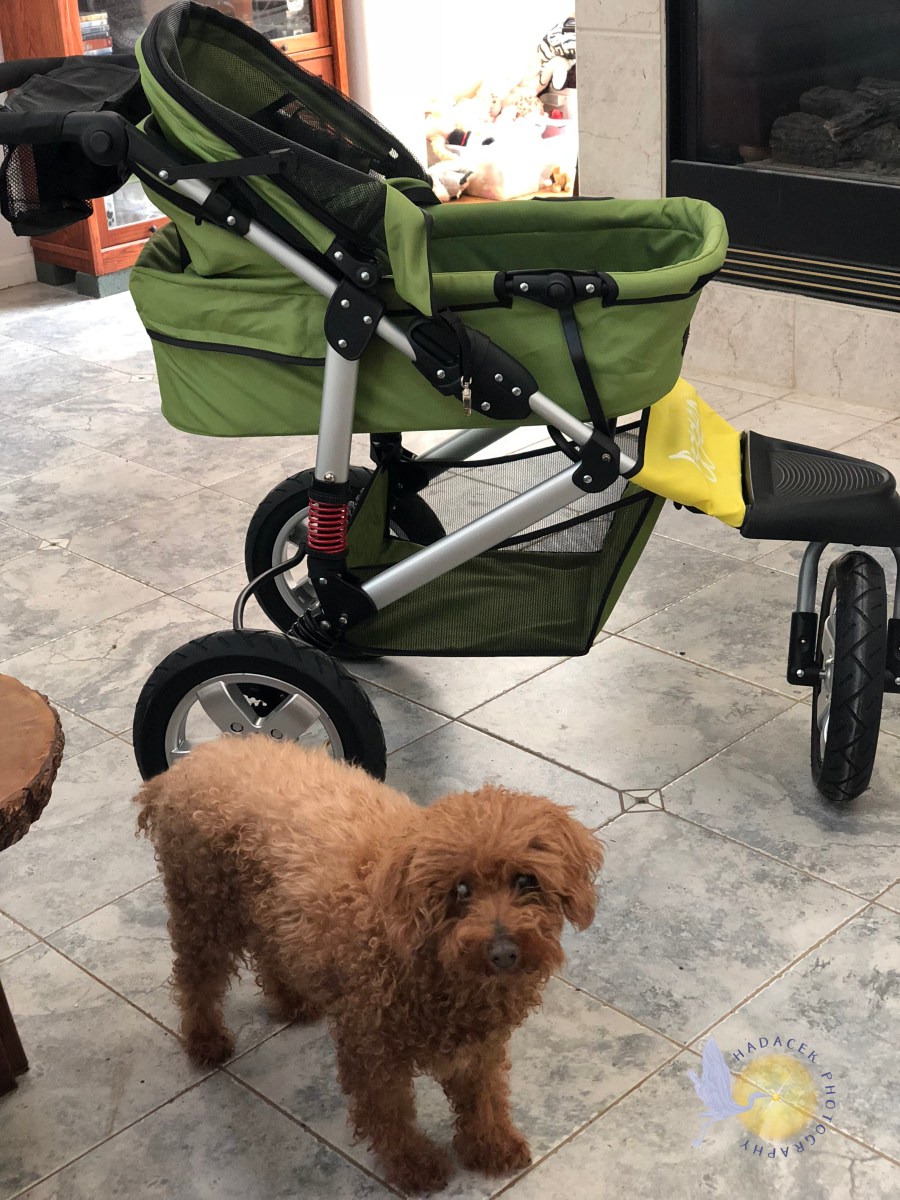 You’d Think a Walk Would be Easy, but No – Peace With My Life